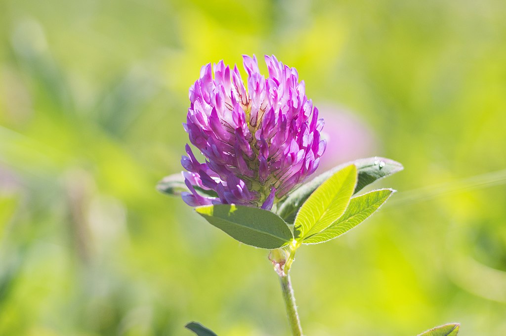 E-Learning ITERA: All courses